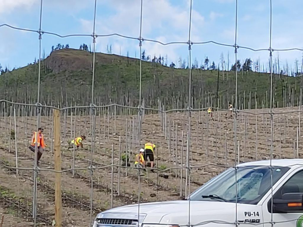 Gorman Group gets back to its roots with vineyard in honour of Eunice ...