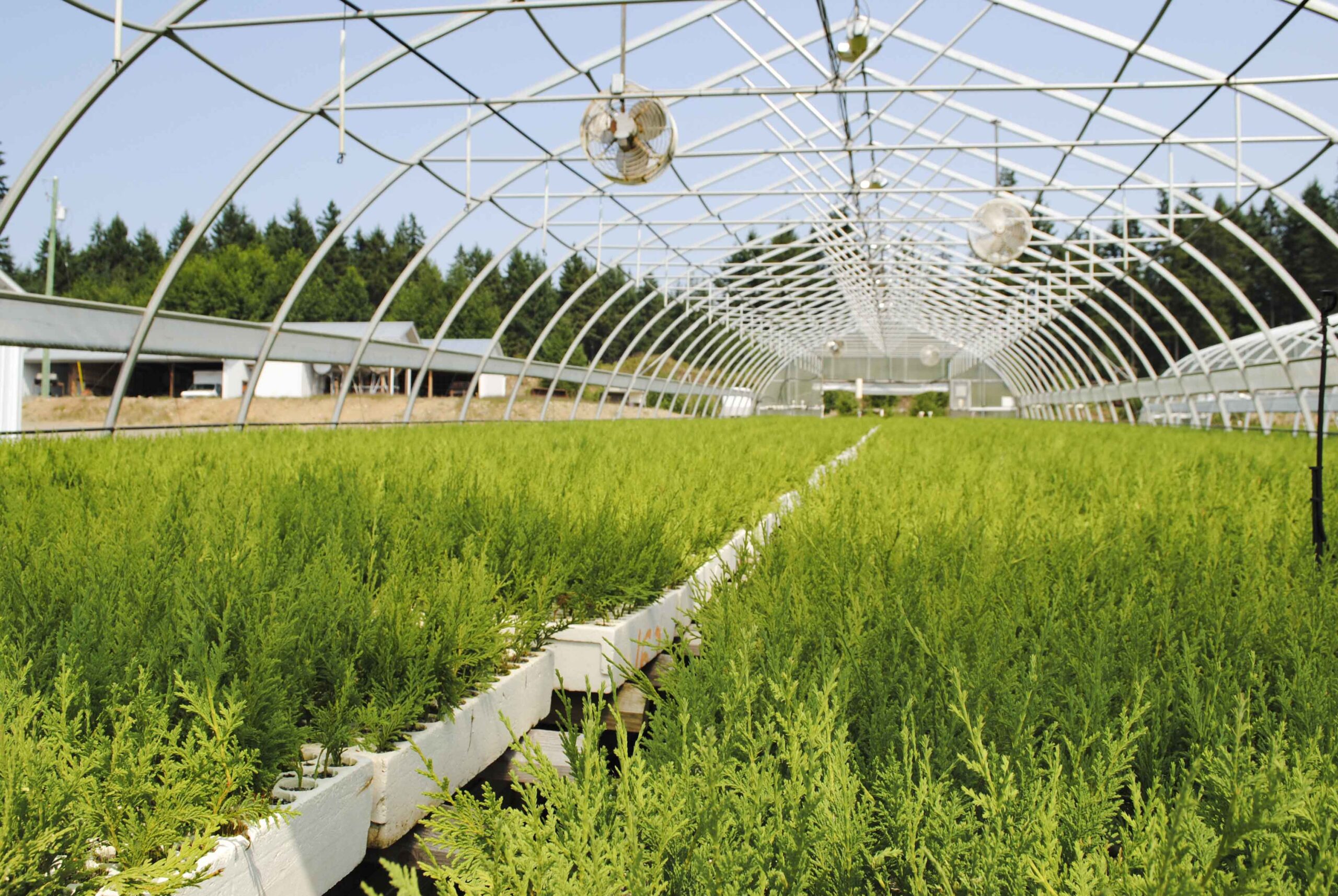 A Green Milestone: B.C. Plants Its 10-Billionth Tree – Wood Industry