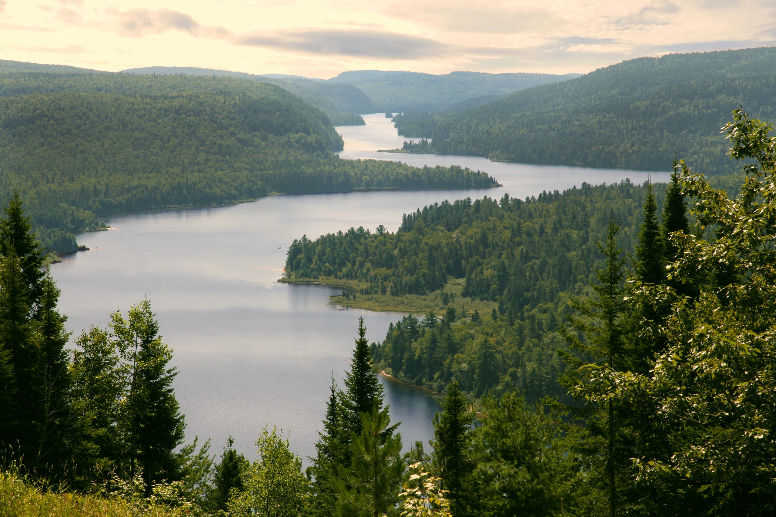 Québec Launches $252 Million Initiative to Support Forestry Sector ...